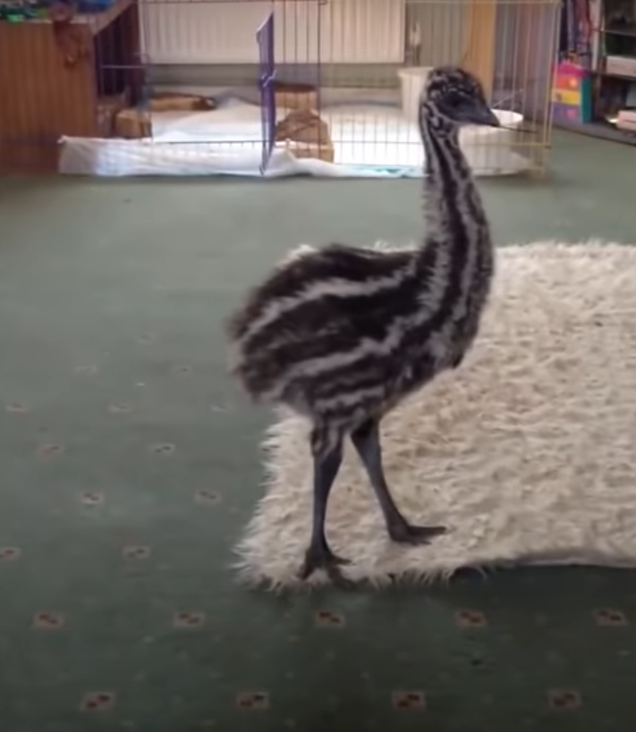 Baby emu has best reaction to meeting dog for the first time