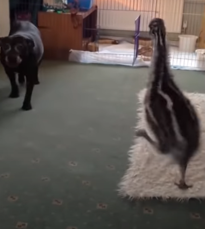 Baby emu has best reaction to meeting dog for the first time