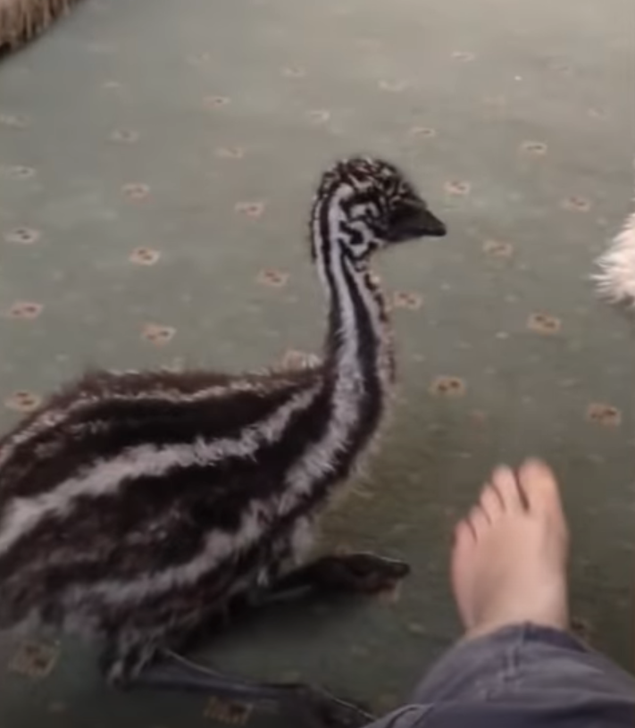 Baby emu has best reaction to meeting dog for the first time