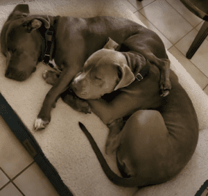 Scared pit bull pair cling to each other for comfort in loud shelter