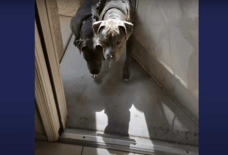 Scared pit bull pair cling to each other for comfort in loud shelter