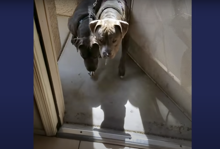 Scared pit bull pair cling to each other for comfort in loud shelter