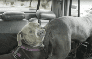Scared pit bull pair cling to each other for comfort in loud shelter