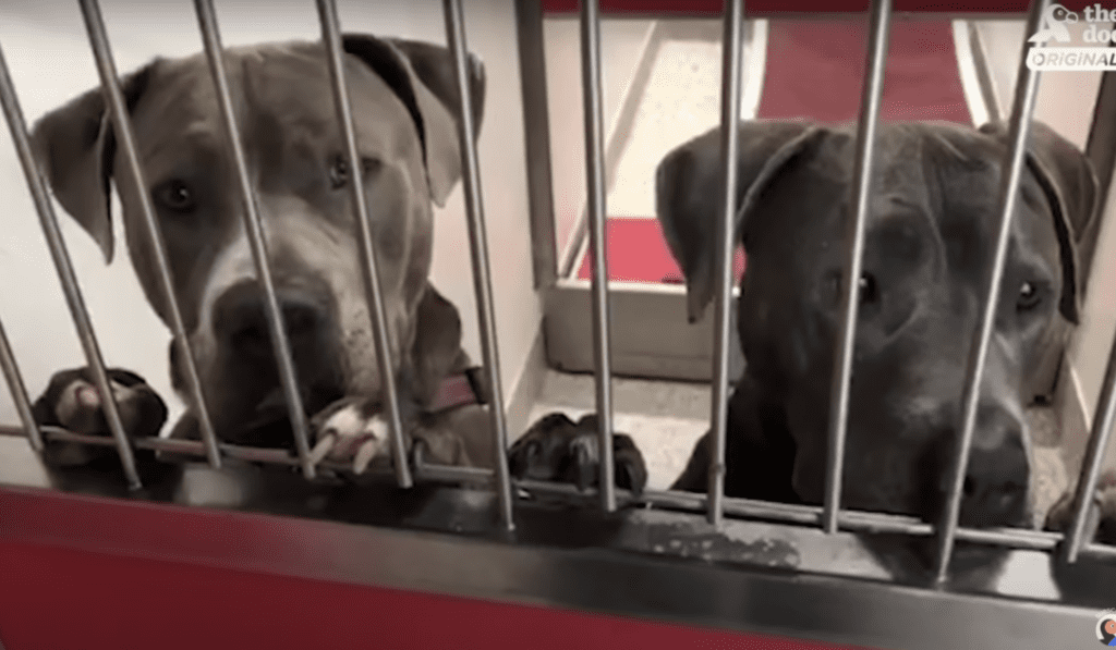 Scared pit bull pair cling to each other for comfort in loud shelter