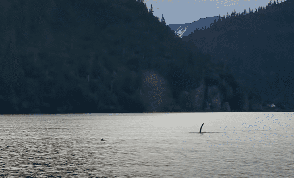 Frantic otter jumps onto boat to escape orca chasing it