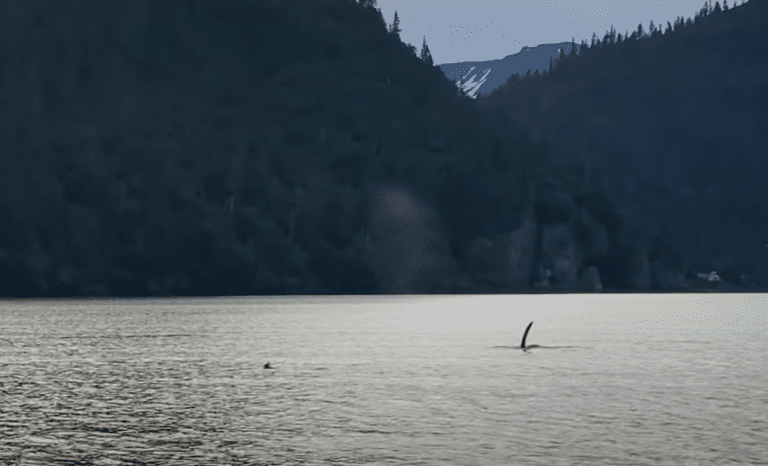 Frantic otter jumps onto boat to escape orca chasing it