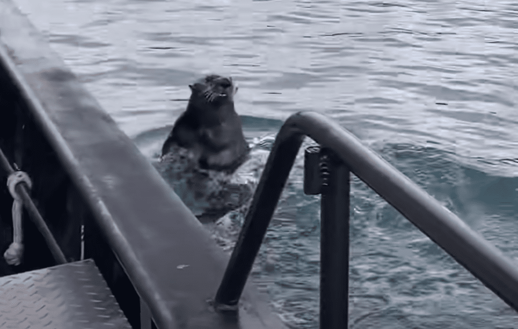 Frantic otter jumps onto boat to escape orca chasing it