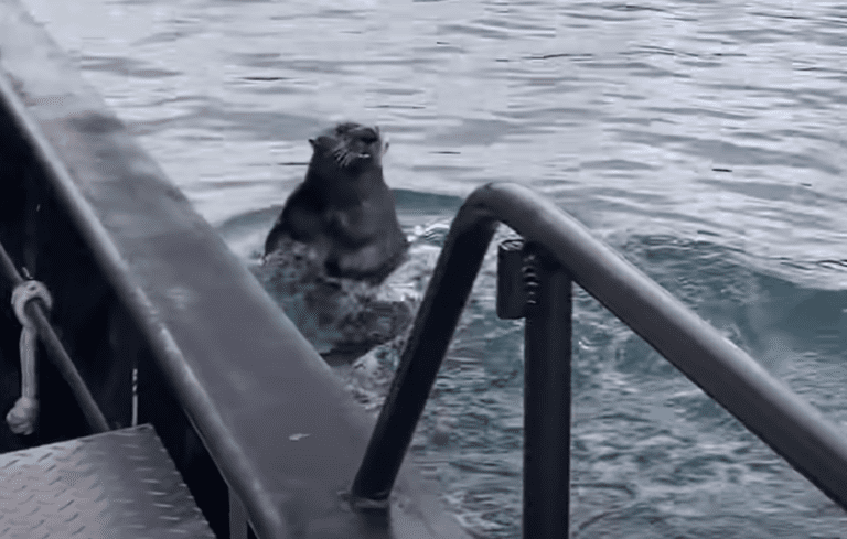 Frantic otter jumps onto boat to escape orca chasing it