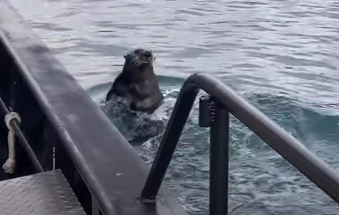 Frantic otter jumps onto boat to escape orca chasing it