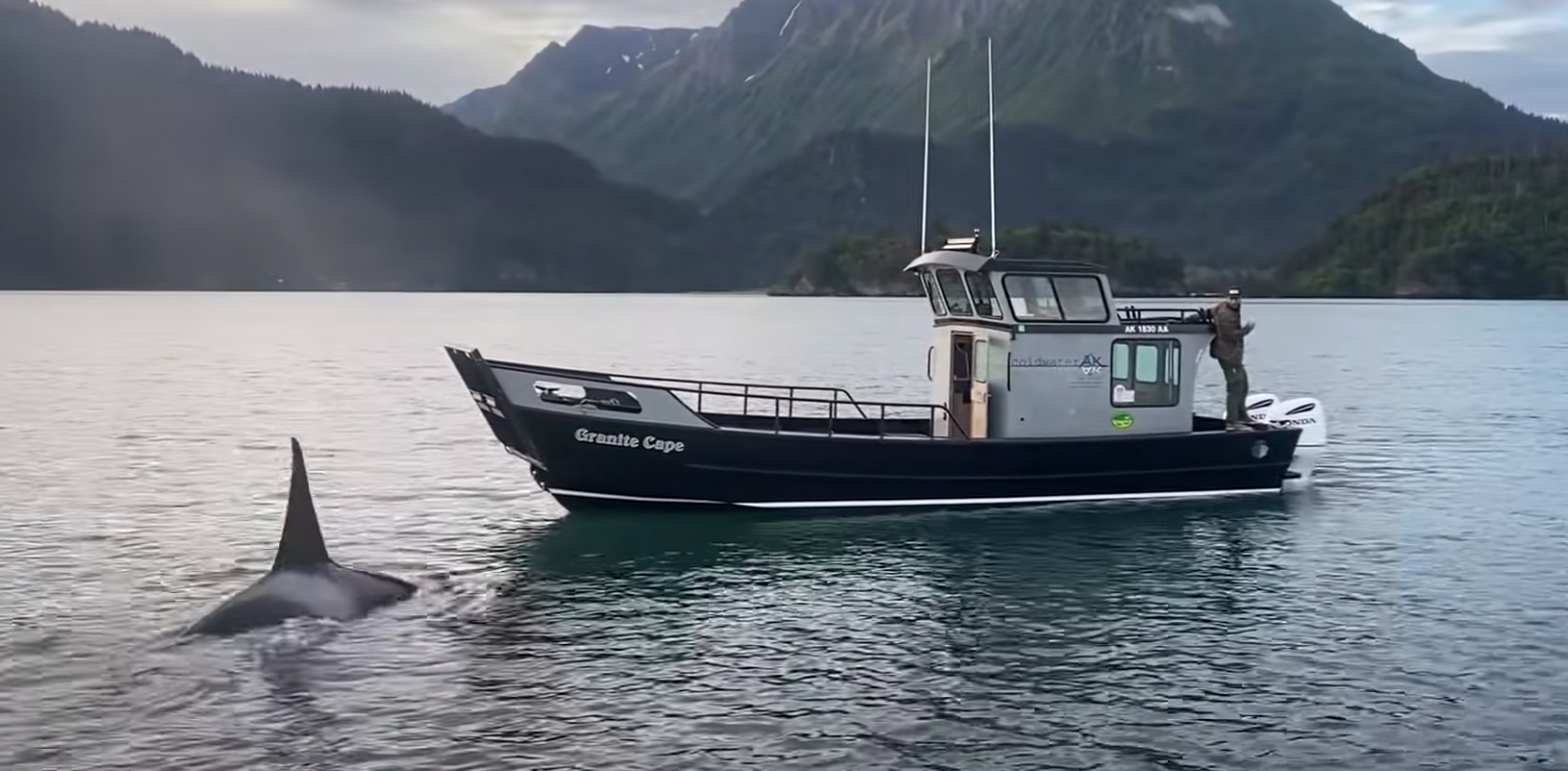 Frantic otter jumps onto boat to escape orca chasing it