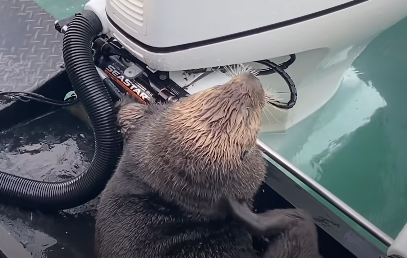 Frantic otter jumps onto boat to escape orca chasing it