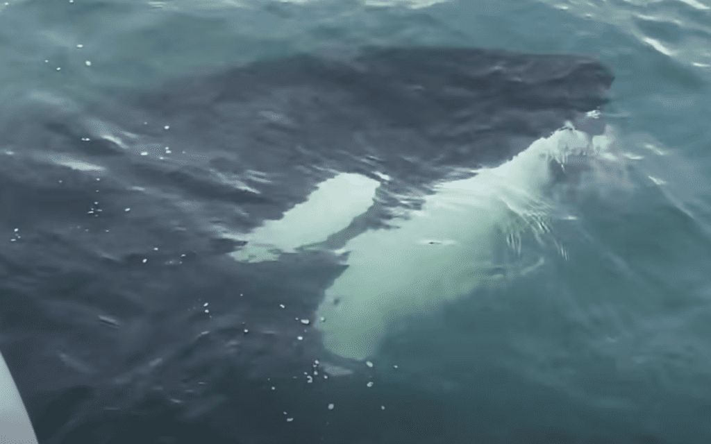 Frantic otter jumps onto boat to escape orca chasing it
