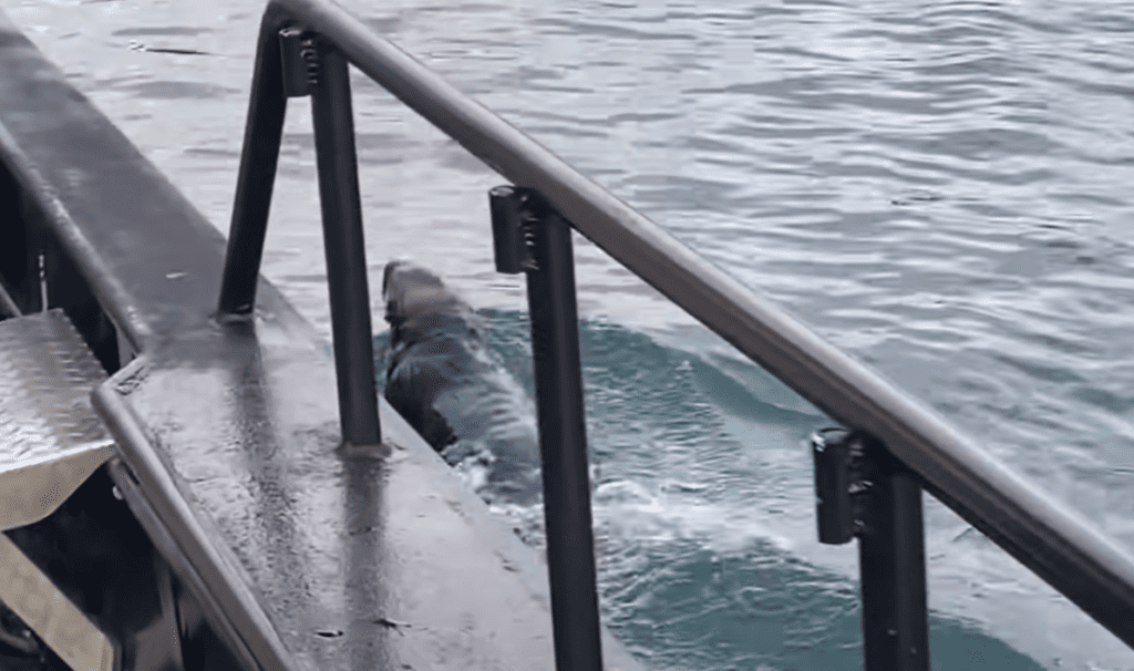 Frantic otter jumps onto boat to escape orca chasing it
