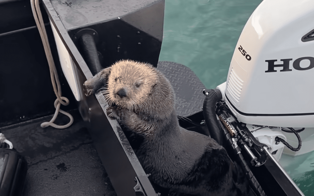Frantic otter jumps onto boat to escape orca chasing it