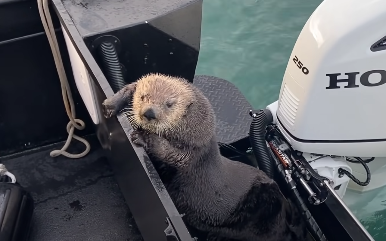 Frantic otter jumps onto boat to escape orca chasing it