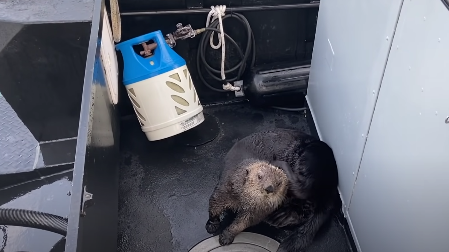 Frantic otter jumps onto boat to escape orca chasing it