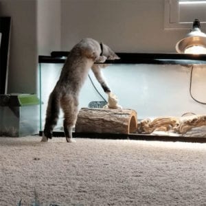 40 hilarious cats and lizards caught on camera together