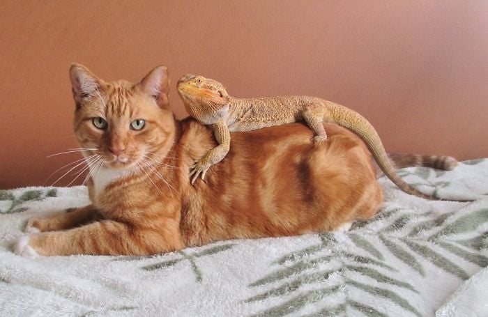 40 hilarious cats and lizards caught on camera together