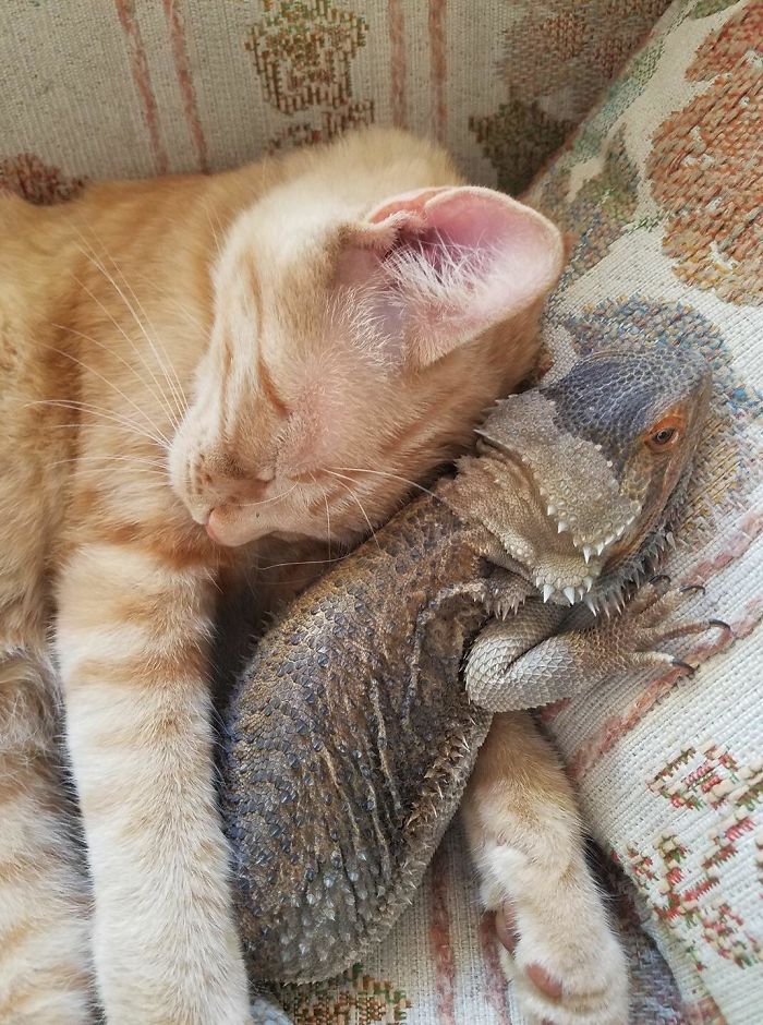 40 hilarious cats and lizards caught on camera together