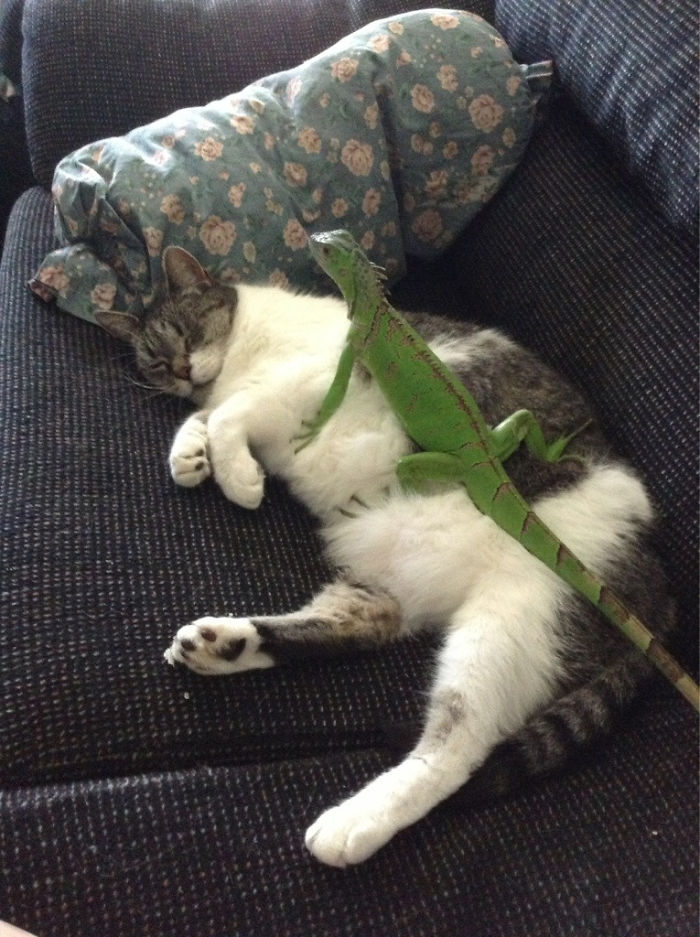 40 hilarious cats and lizards caught on camera together