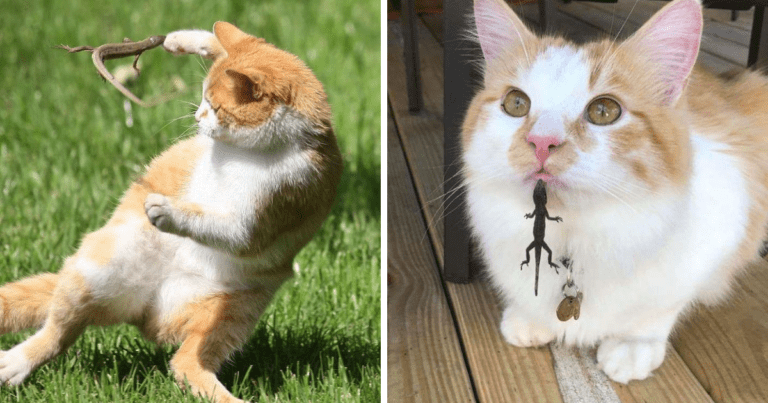 40 hilarious cats and lizards caught on camera together