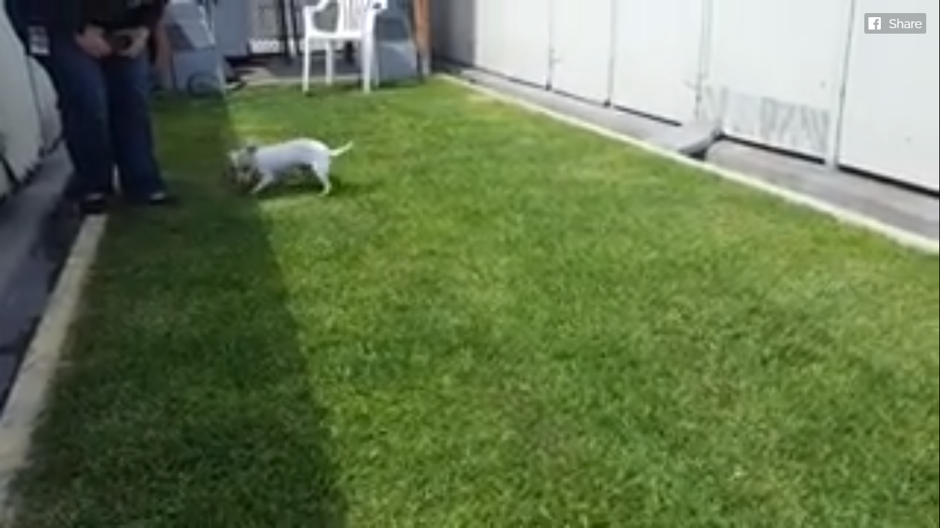 Puppy reunites with the police officer who saved his life
