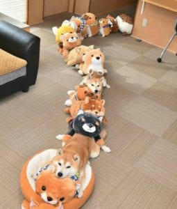40 photos of Shiba Inus that show how goofy and expressive they are