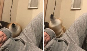 40 photos of Shiba Inus that show how goofy and expressive they are