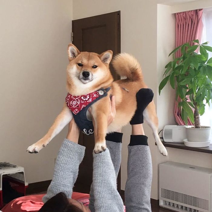 40 photos of Shiba Inus that show how goofy and expressive they are