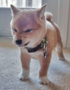 40 photos of Shiba Inus that show how goofy and expressive they are