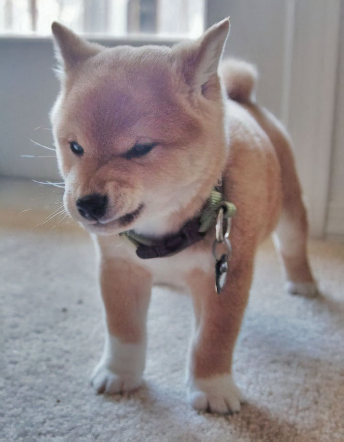 40 photos of Shiba Inus that show how goofy and expressive they are