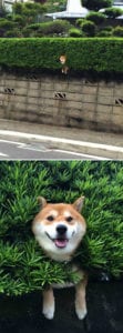 40 photos of Shiba Inus that show how goofy and expressive they are
