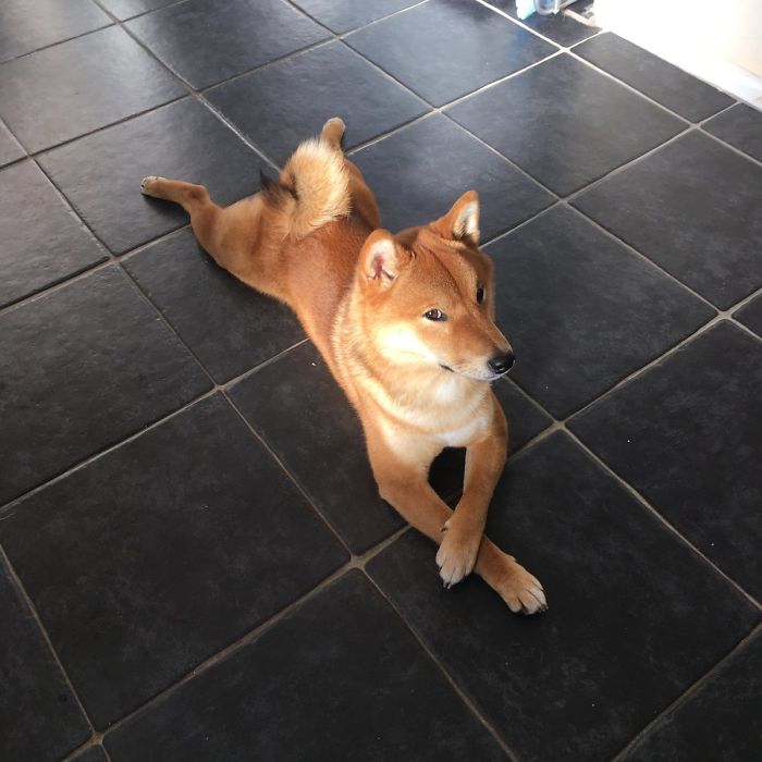 40 photos of Shiba Inus that show how goofy and expressive they are