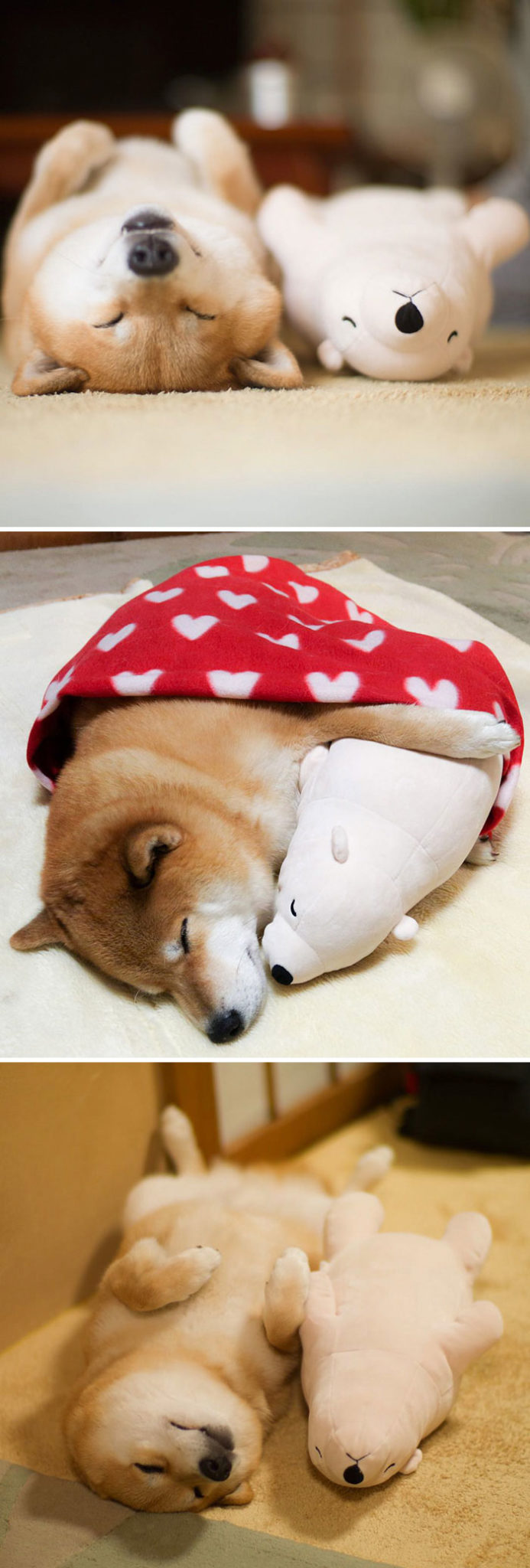 40 photos of Shiba Inus that show how goofy and expressive they are