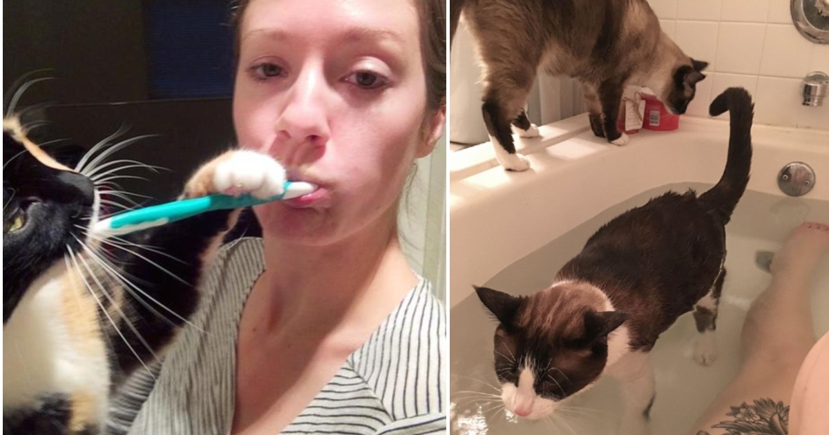 50 cats who shamelessly disrespected their human’s personal space