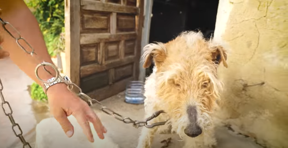Dog who spent lifetime chained to wall cries when she’s freed