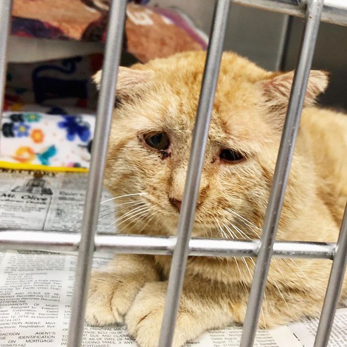 Saddest looking stray cat is unrecognizable a year after rescue