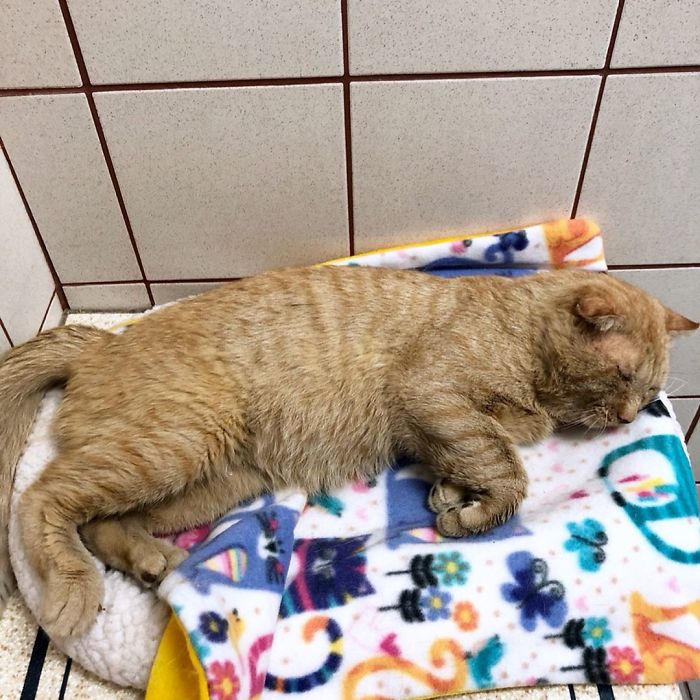 Saddest looking stray cat is unrecognizable a year after rescue