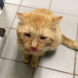 Saddest looking stray cat is unrecognizable a year after rescue