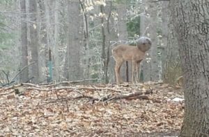 Man saves deer with light fixture stuck on his head
