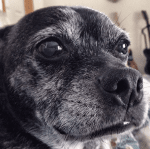 50 adorable photos of senior pups