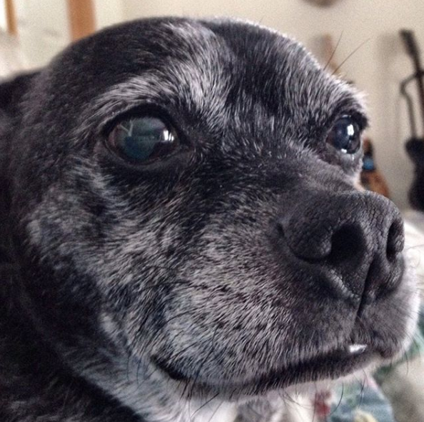 50 adorable photos of senior pups
