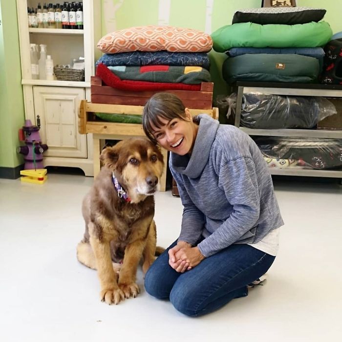 50 adorable photos of senior pups