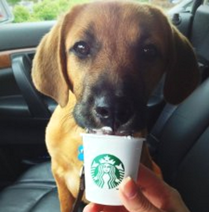 10 popular restaurants with secret doggie menus for your pup