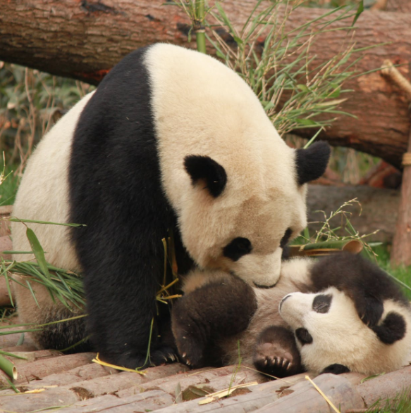 Baby Panda Adorably Asks Nanny For Bath