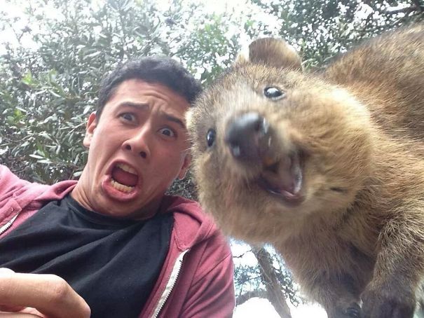 40 photos that prove quokkas are the happiest animals in the world