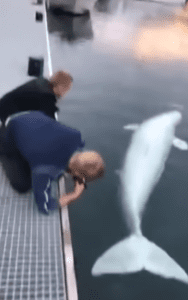 Whale gains 18M views after man drops his phone in the ocean