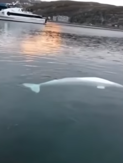 Whale gains 18M views after man drops his phone in the ocean