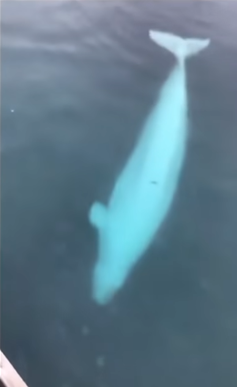 Whale gains 18M views after man drops his phone in the ocean