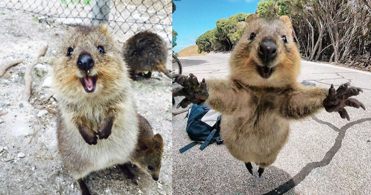 40 photos that prove quokkas are the happiest animals in the world